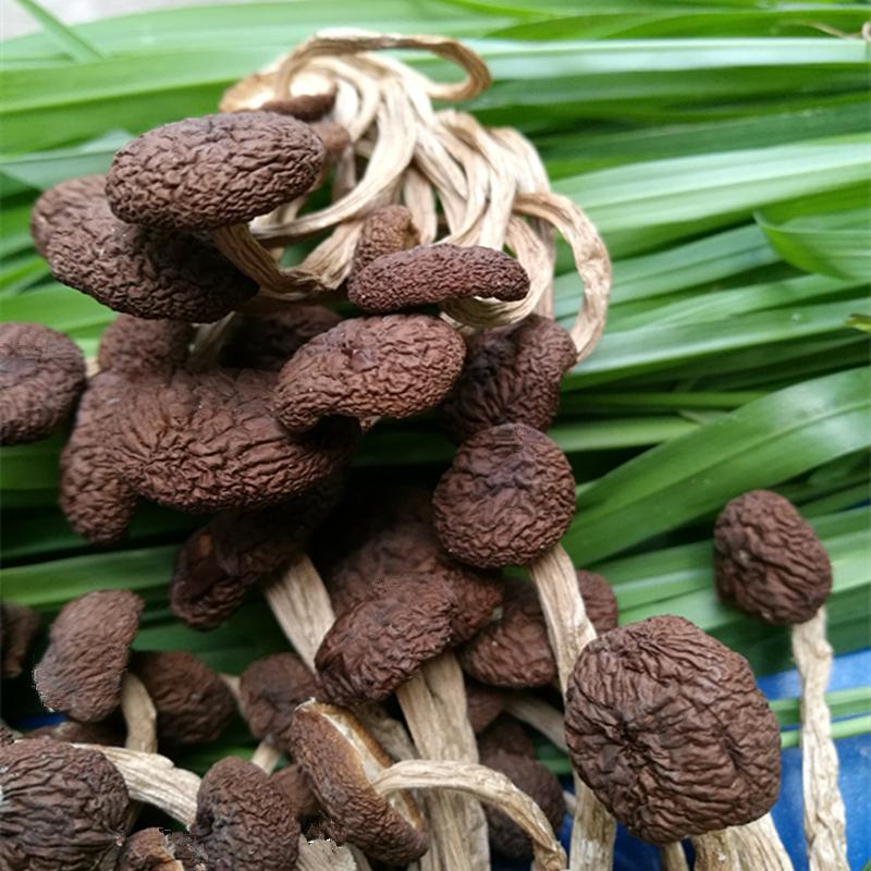 Buy Herb Tea 1kg Cha Shu Gu 茶树菇, Agrocybe Aegerita, Yanagimatsutake ...