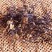 Buy Herb Tea 500g Jue Cai 蕨菜, Pteridium Aquilinum, 拳头菜, 猫爪, 龙头菜 Direct ...