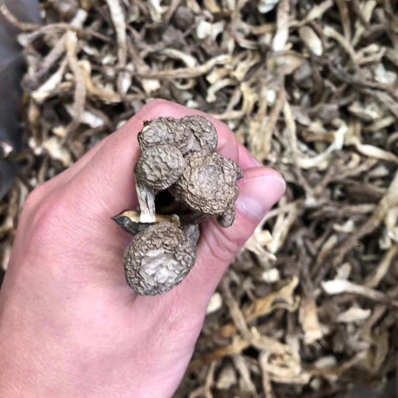 Buy Herb Tea 500g Lu Rong Gu 鹿茸菇, Mushroom Ramaria Botrytoides, Edible ...