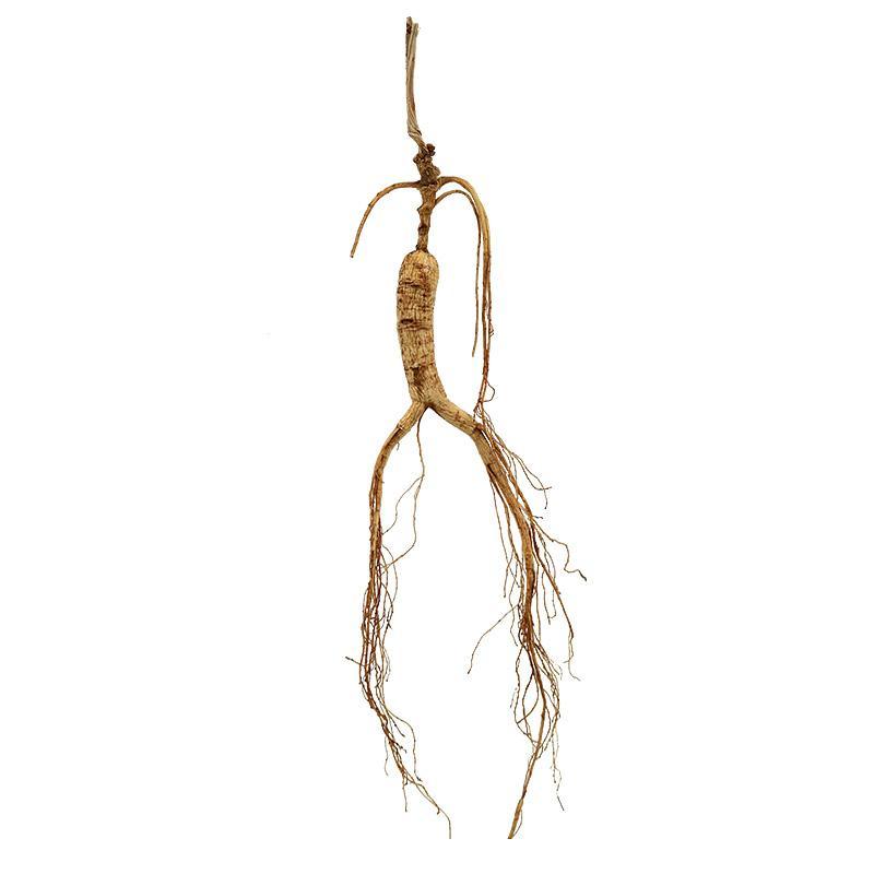 Buy Herb Tea Lin Xia Shen 林下参, 18 Years Wild Radix Panax Ginseng ...
